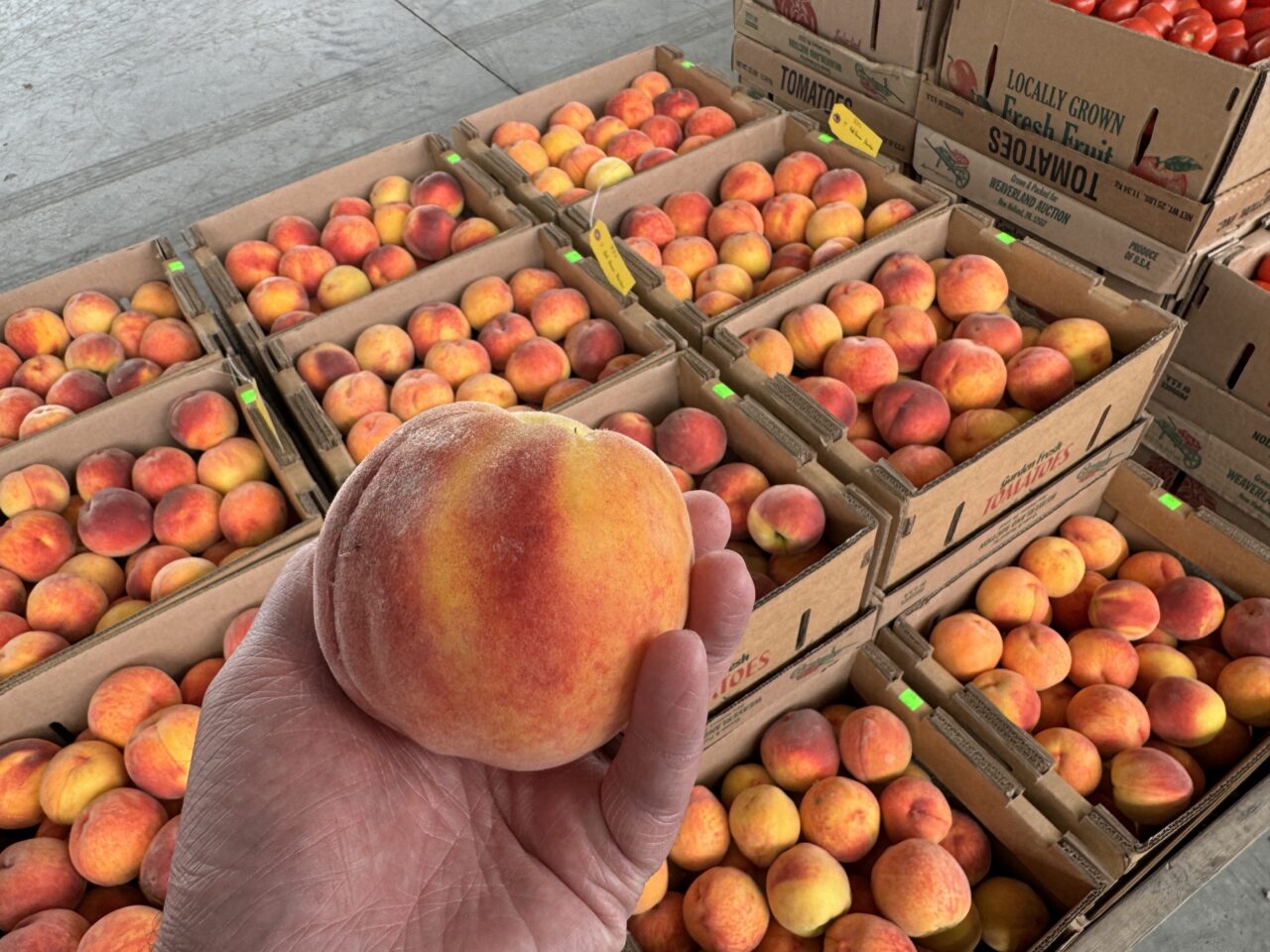 The Start of Peach Season | Shady Maple